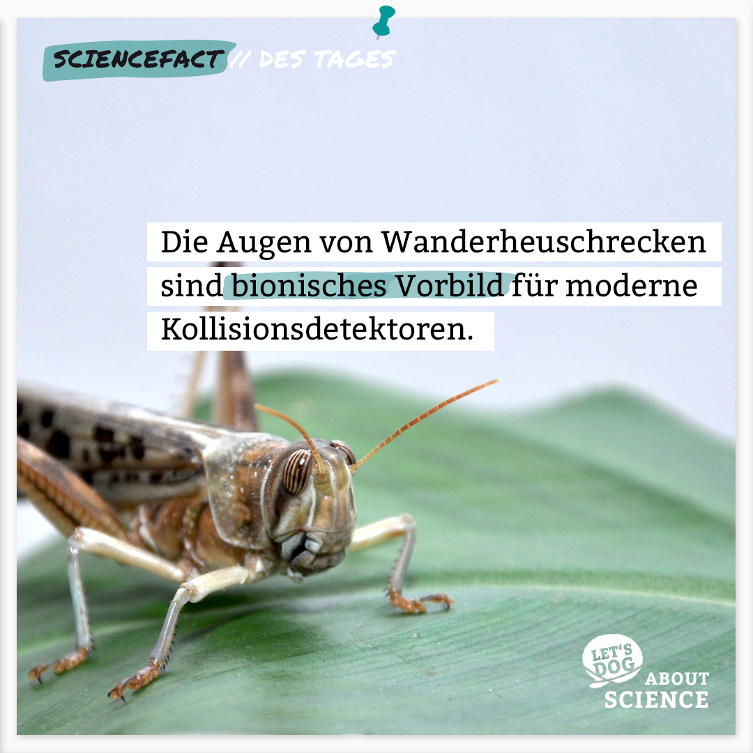 Was kann man von Heuschrecken lernen? - Mitmachlabore Graz